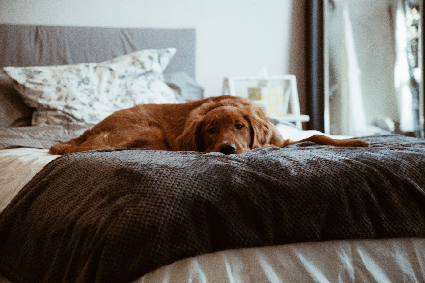 3 reasons why your pooch could be the perfect sleep companion - Friends ...