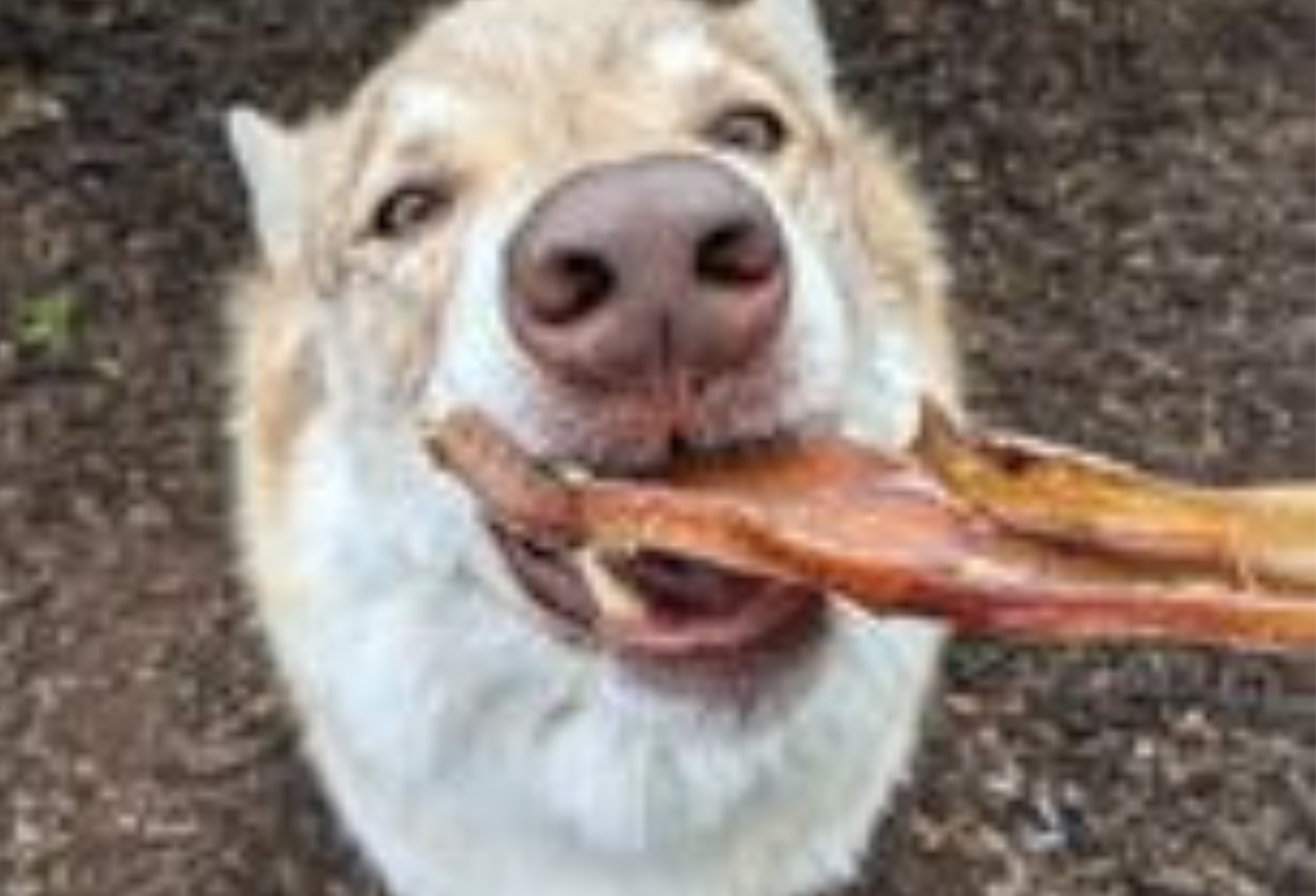 Moon Bones for Dogs: A Natural and Nutritious Dog Chew - Friends and ...