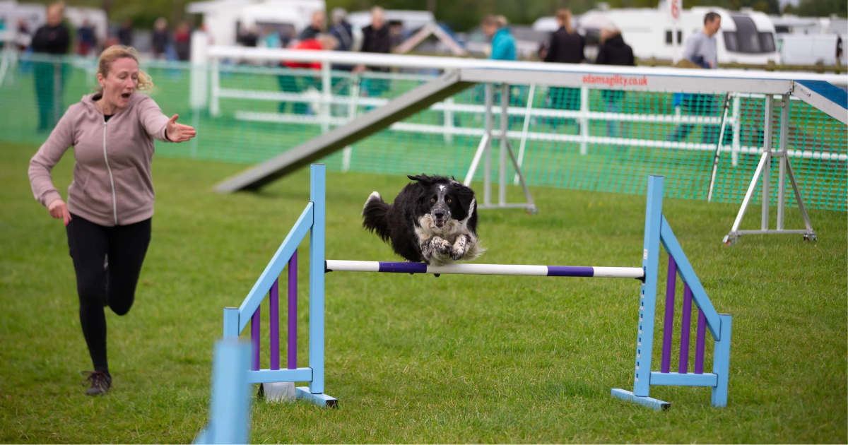 How to make Homemade Energy bars for your dog - Friends and Canines ...